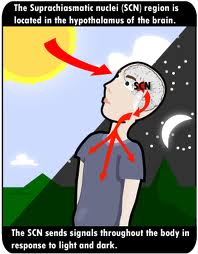 Flying Eastwards Can Be More Tiresome Than To West – Circadian Rhythm ...